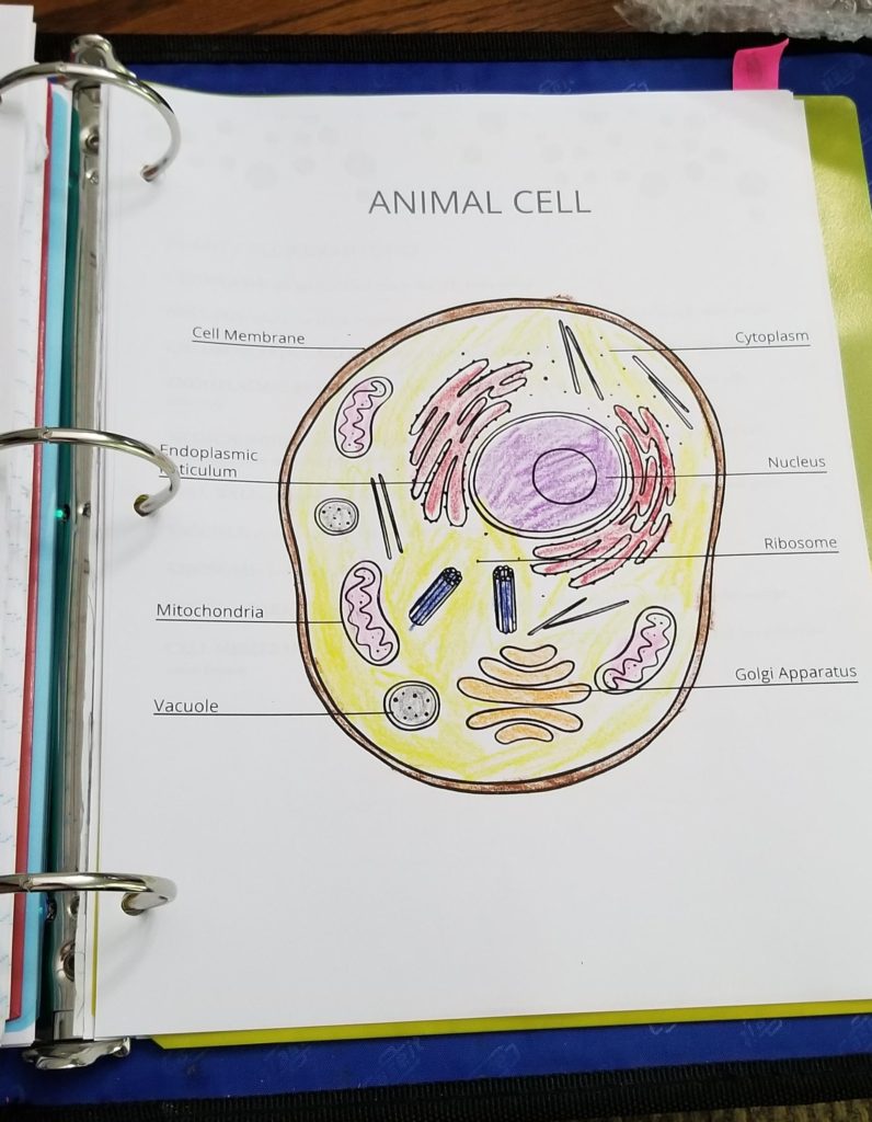Elementary Science with Journey Homeschool Academy — Entirely at Home